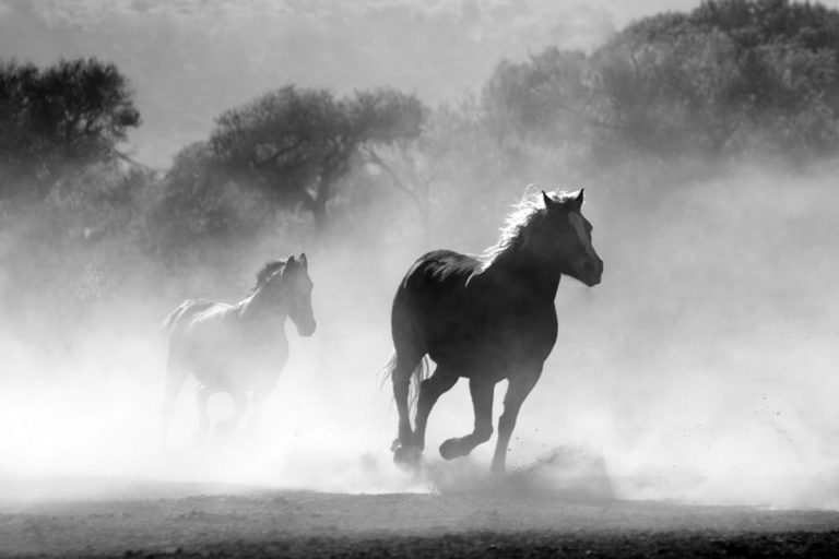 ¿Cuánto corre un caballo? | Velocidad máxima de los caballos