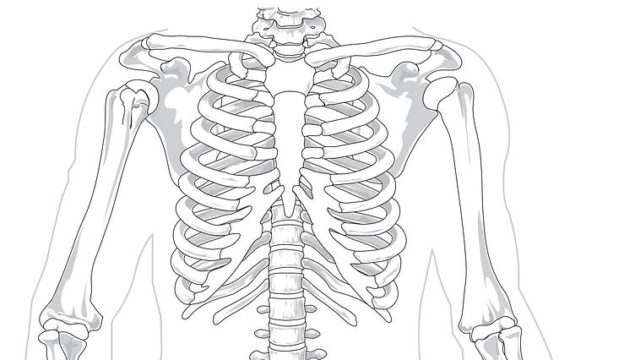 Costillas Del Cuerpo Humano